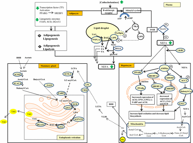 Tissues, Metabolic Pathways and Genes of Key Importance in Lactating ...