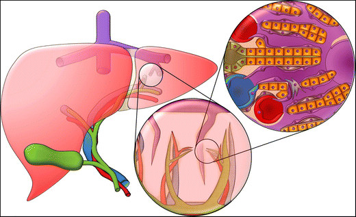 3D Printing for Liver Tissue Engineering: Current Approaches and Future ...
