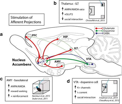 Anhedonia and the Brain Reward Circuitry in Depression | SpringerLink