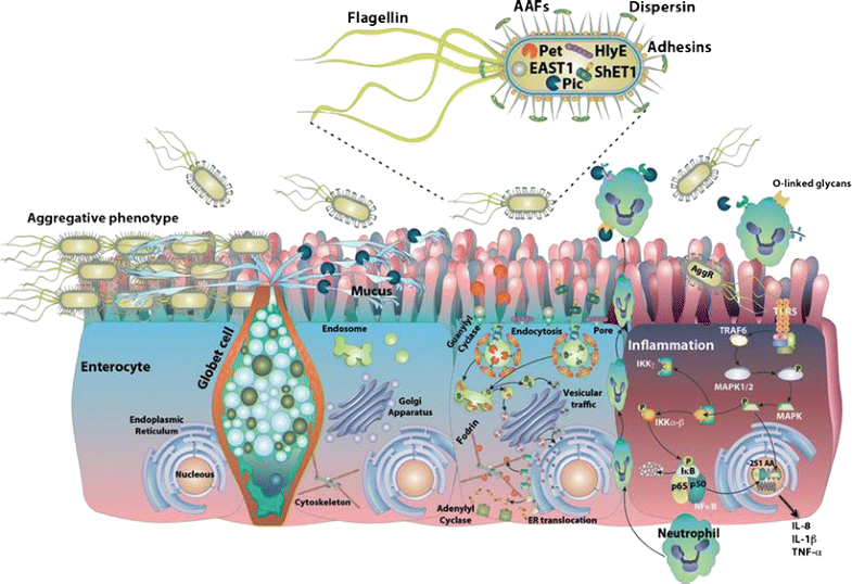 Enteroaggregative Escherichia coli: A Pathogen Bridging the North and ...