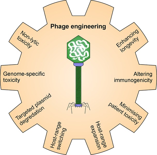 Phage Engineering How Advances In Molecular Biology And Synthetic phage-engineering-how-advances-in-molecular-biology-and-synthetic
