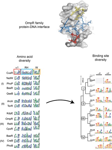 Deciphering the protein-DNA code of bacterial winged helix-turn-helix ...