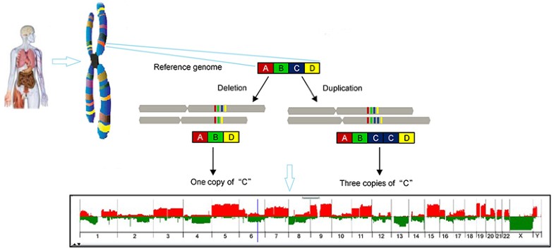 Copy Number Variation Related Disease Genes Springerlink