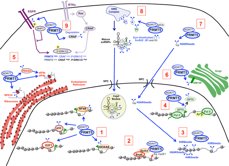 The Where and the How of PRMT5 | SpringerLink