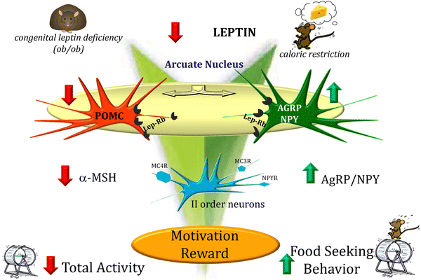 Fuel homeostasis and locomotor behavior: role of leptin and ...