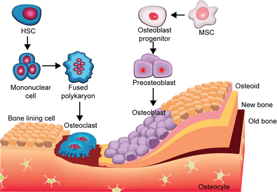 Circulating markers of bone turnover | SpringerLink