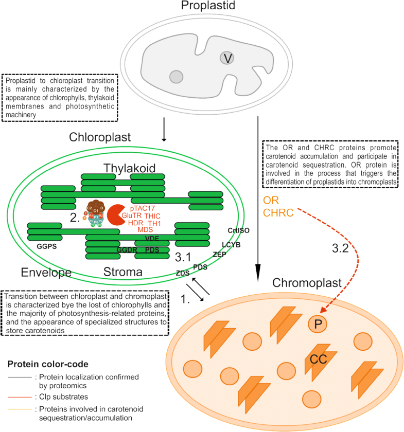 The proteOMIC era: a useful tool to gain deeper insights into plastid ...