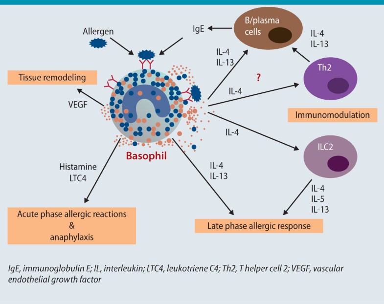 The role of basophils in allergic inflammation | SpringerLink