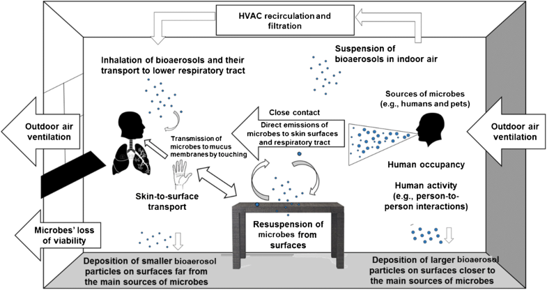 Microbial Exchange via Fomites and Implications for Human Health ...
