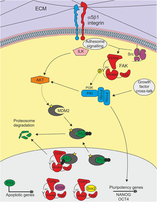 Integrin and FAK Regulation of Human Pluripotent Stem Cells | SpringerLink