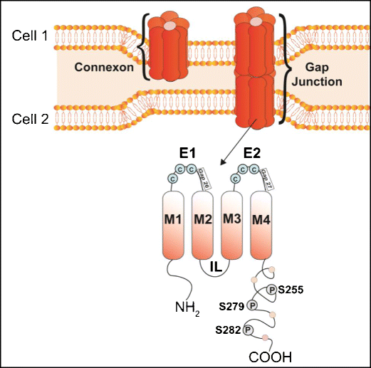 Multifaceted Roles of Connexin 43 in Stem Cell Niches | SpringerLink
