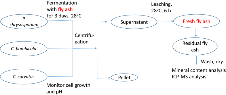 Bioleaching of trace elements and rare earth elements from coal fly ash ...