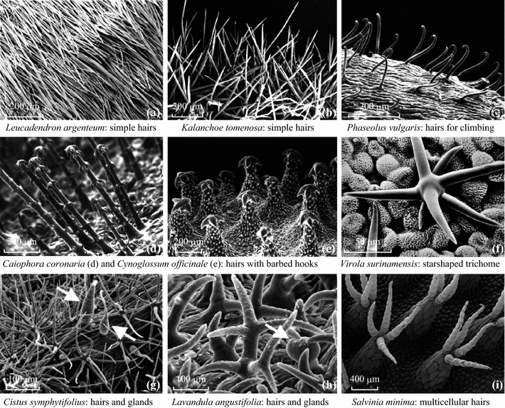 Plant Surfaces: Structures and Functions for Biomimetic Innovations ...