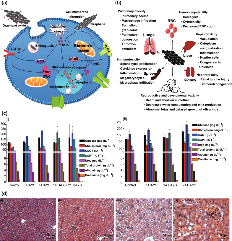 Comprehensive Application of Graphene: Emphasis on Biomedical Concerns ...