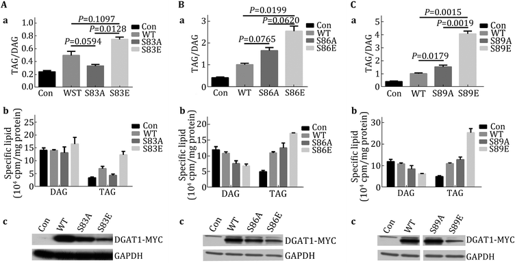 Phosphorylation and function of DGAT1 in skeletal muscle cells ...