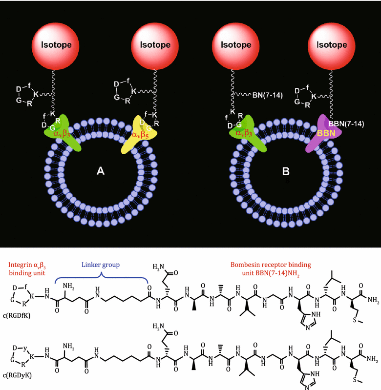 Radiolabeled cyclic RGD peptides as radiotracers for tumor imaging ...