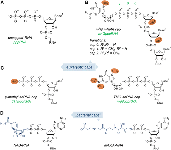 Applications of Phosphate Modification and Labeling to Study (m)RNA ...