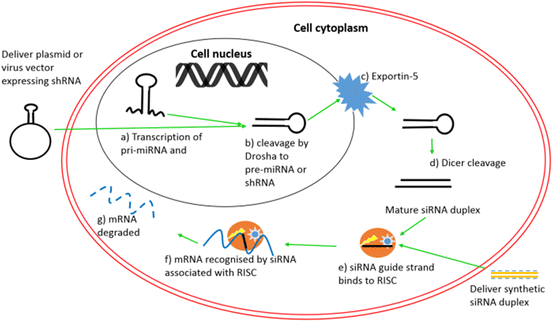 Polymers in the Delivery of siRNA for the Treatment of Virus Infections ...