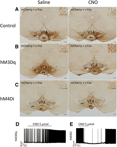 Activation of the ventral tegmental area increased wakefulness in mice ...