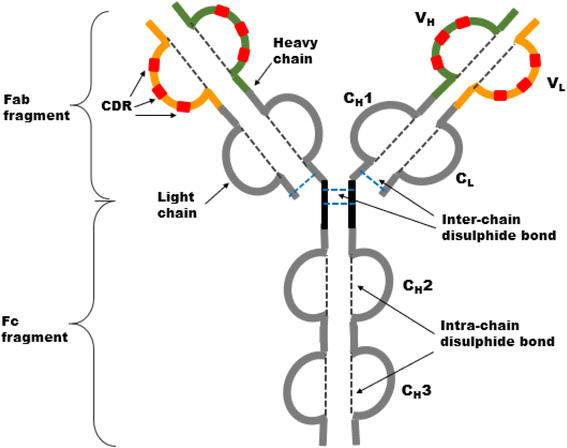 Engineering Antibodies | SpringerLink