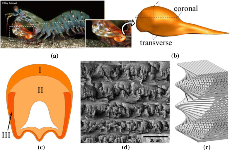 Bioinspired designs for shock absorption, based upon nacre and ...