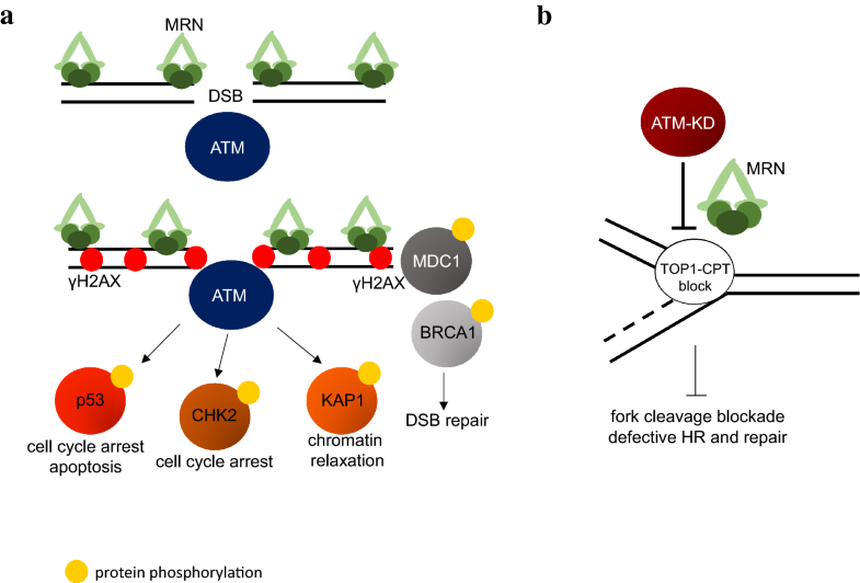 ATM, DNA-PKcs and ATR: shaping development through the regulation of ...