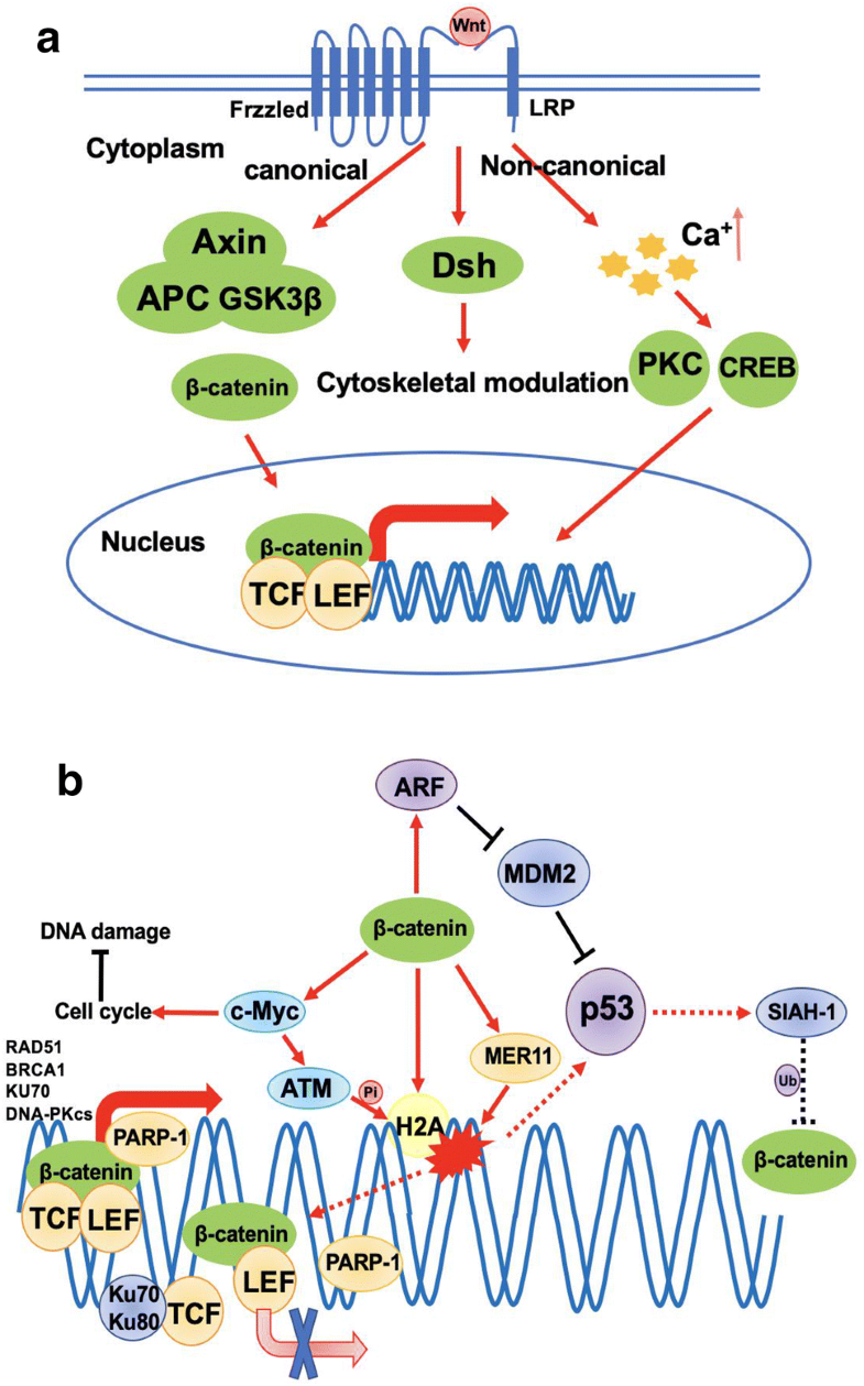 Crosstalk between signaling pathways and DNA damage response | SpringerLink