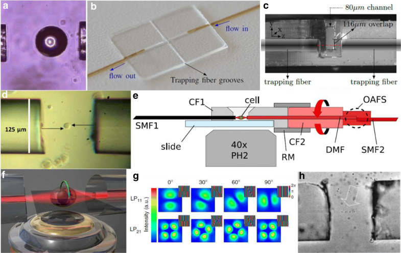 Optical Trapping and Manipulation Using Optical Fibers | SpringerLink