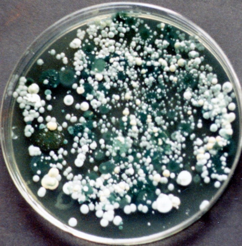 Methods for the diagnosis of bacterial fish diseases | SpringerLink