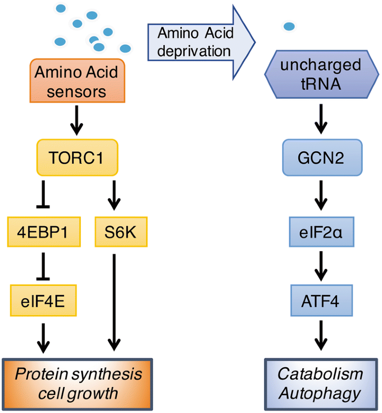 Recent advances in amino acid sensing and new challenges for protein ...