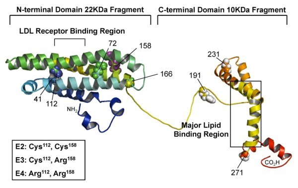 Structural and functional characterization of human apolipoprotein E 72 ...