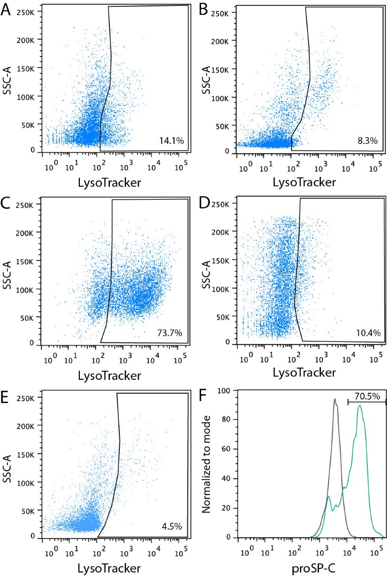 LysoTracker is a marker of differentiated alveolar type II cells ...
