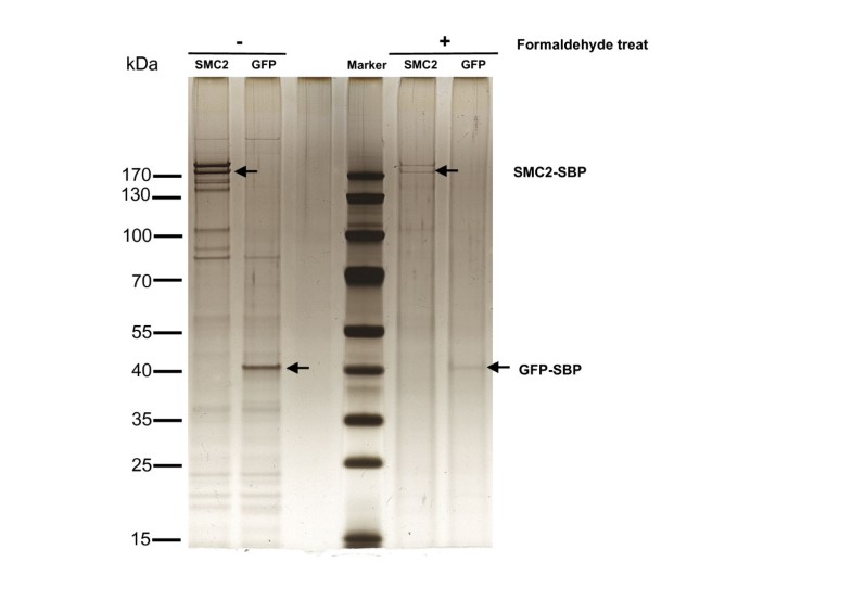 Streptavidin-Binding Peptide (SBP)-tagged SMC2 allows single-step ...