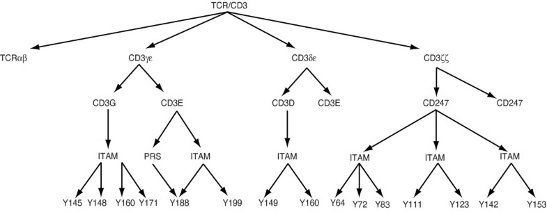 Hierarchical graphs for rule-based modeling of biochemical systems | BMC Bioinformatics | Full Text