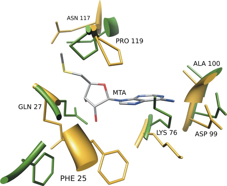 Identification of binding pockets in protein structures using a ...
