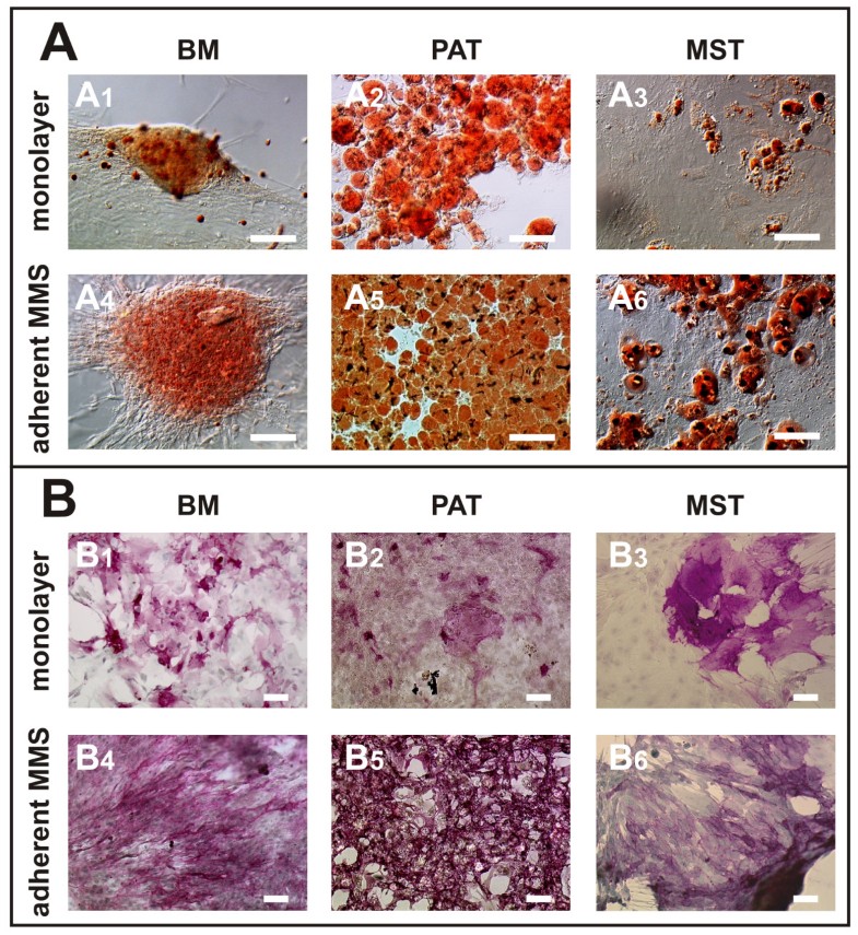 Murine mesenchymal progenitor cells from different tissues ...
