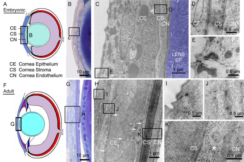 Morphogenesis of the anterior segment in the zebrafish eye | BMC ...