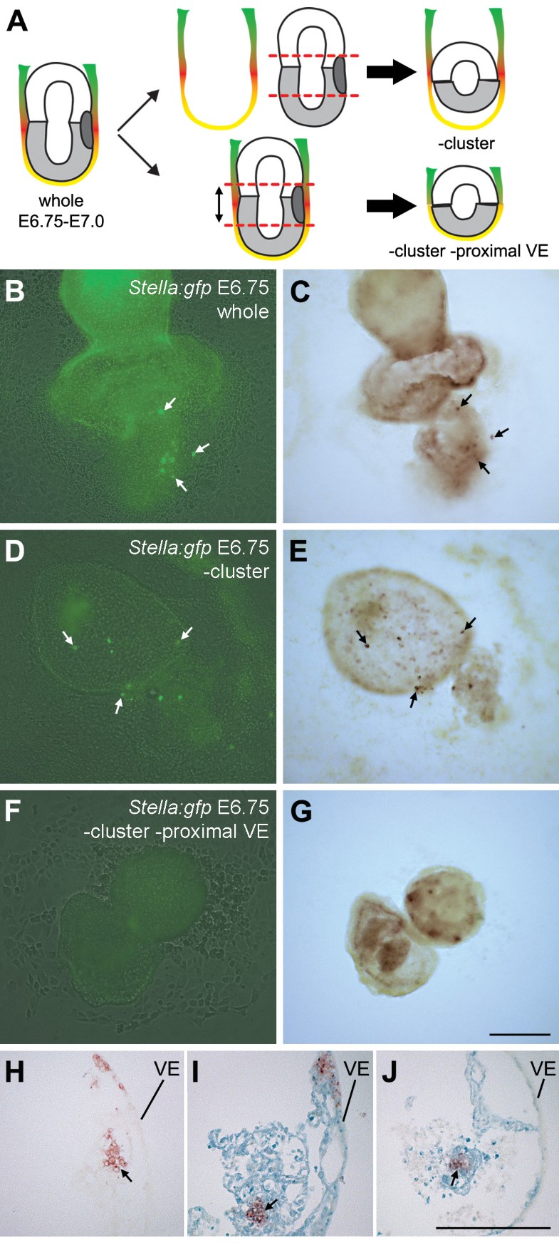 Proximal visceral endoderm and extraembryonic ectoderm regulate the ...