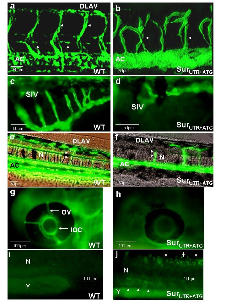 The role of survivin in angiogenesis during zebrafish embryonic ...