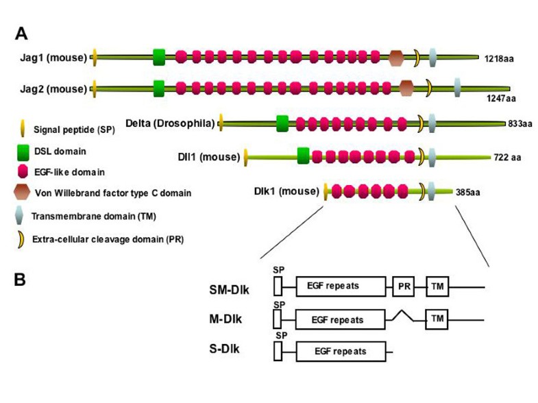 The atypical mammalian ligand Delta-like homologue 1 (Dlk1) can ...