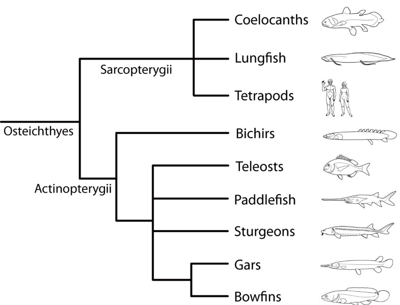 The mitochondrial phylogeny of an ancient lineage of ray-finned fishes ...