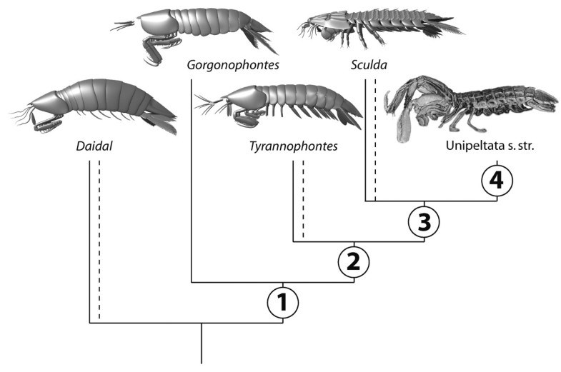 Evolution of mantis shrimps (Stomatopoda, Malacostraca) in the light of ...