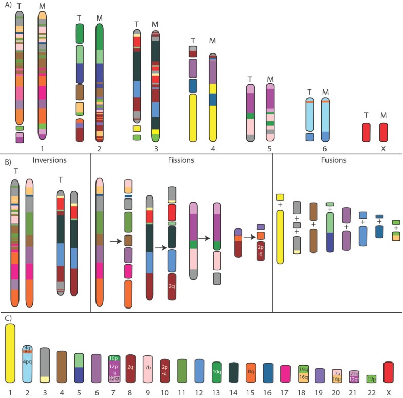 Reconstruction of the ancestral marsupial karyotype from comparative ...