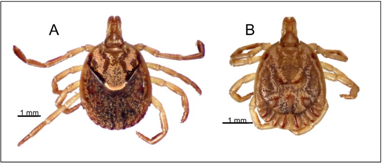 Amblyomma cajennense (Fabricius, 1787) (Acari: Ixodidae), the Cayenne ...