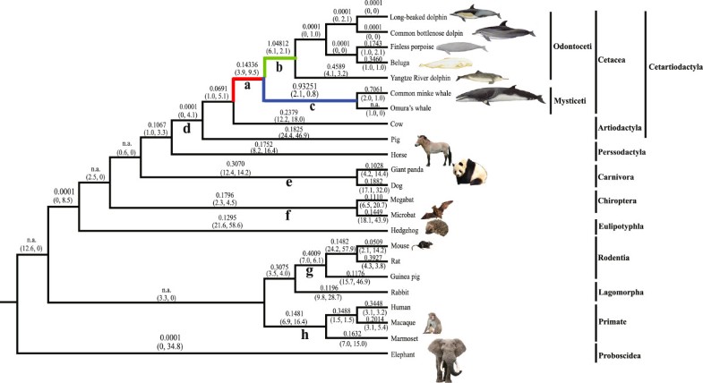Characterization of hairless (Hr) and FGF5genes provides insights into ...