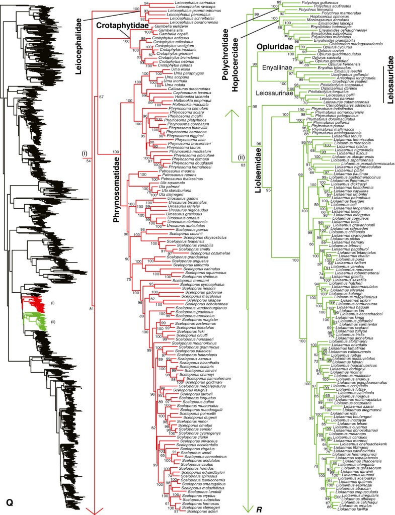 A phylogeny and revised classification of Squamata, including 4161 ...