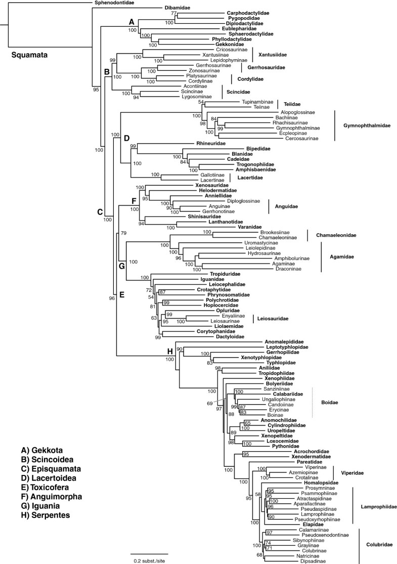 A phylogeny and revised classification of Squamata, including 4161 ...