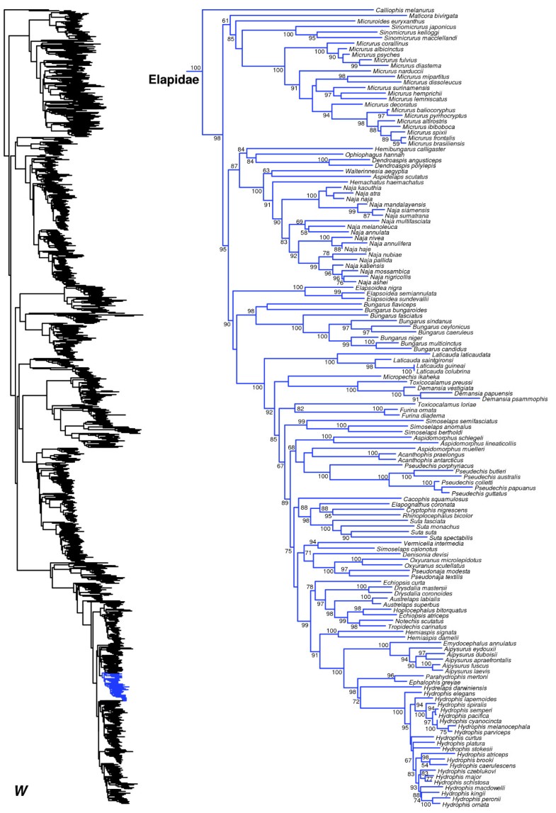A phylogeny and revised classification of Squamata, including 4161 ...
