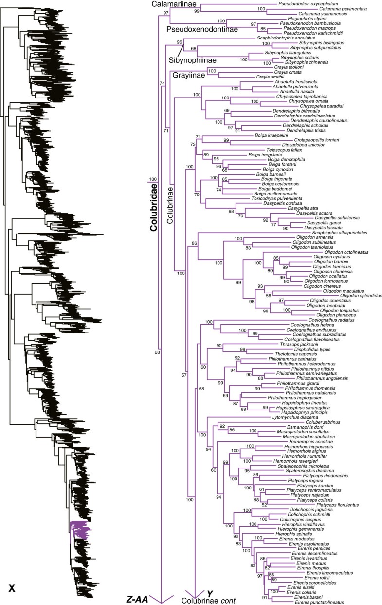 A phylogeny and revised classification of Squamata, including 4161 ...