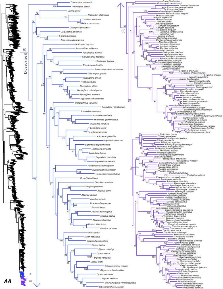 A phylogeny and revised classification of Squamata, including 4161 ...